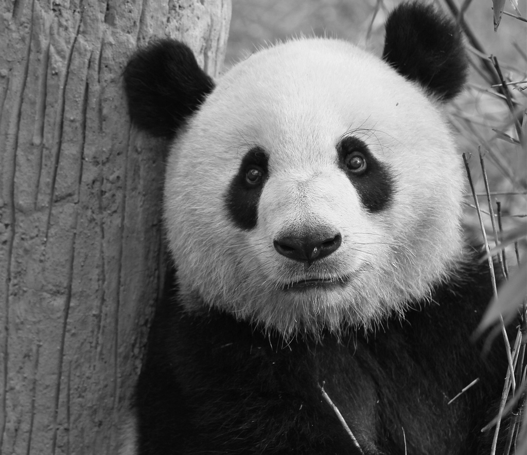 Pandita